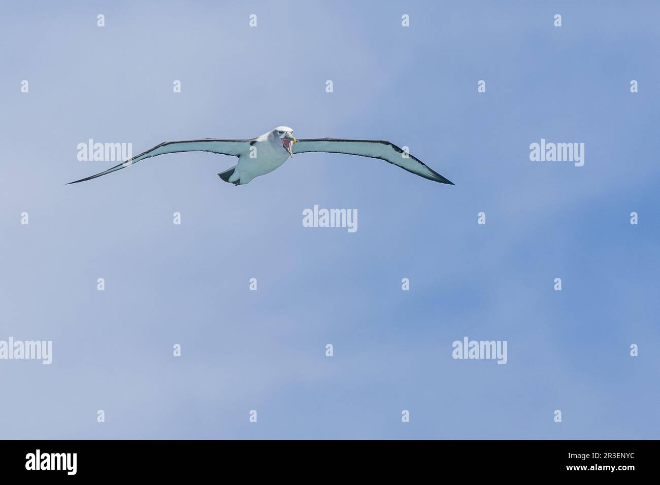 Southern Royal Albatross aloft in the Southern Ocean,with Mouth Agape ...