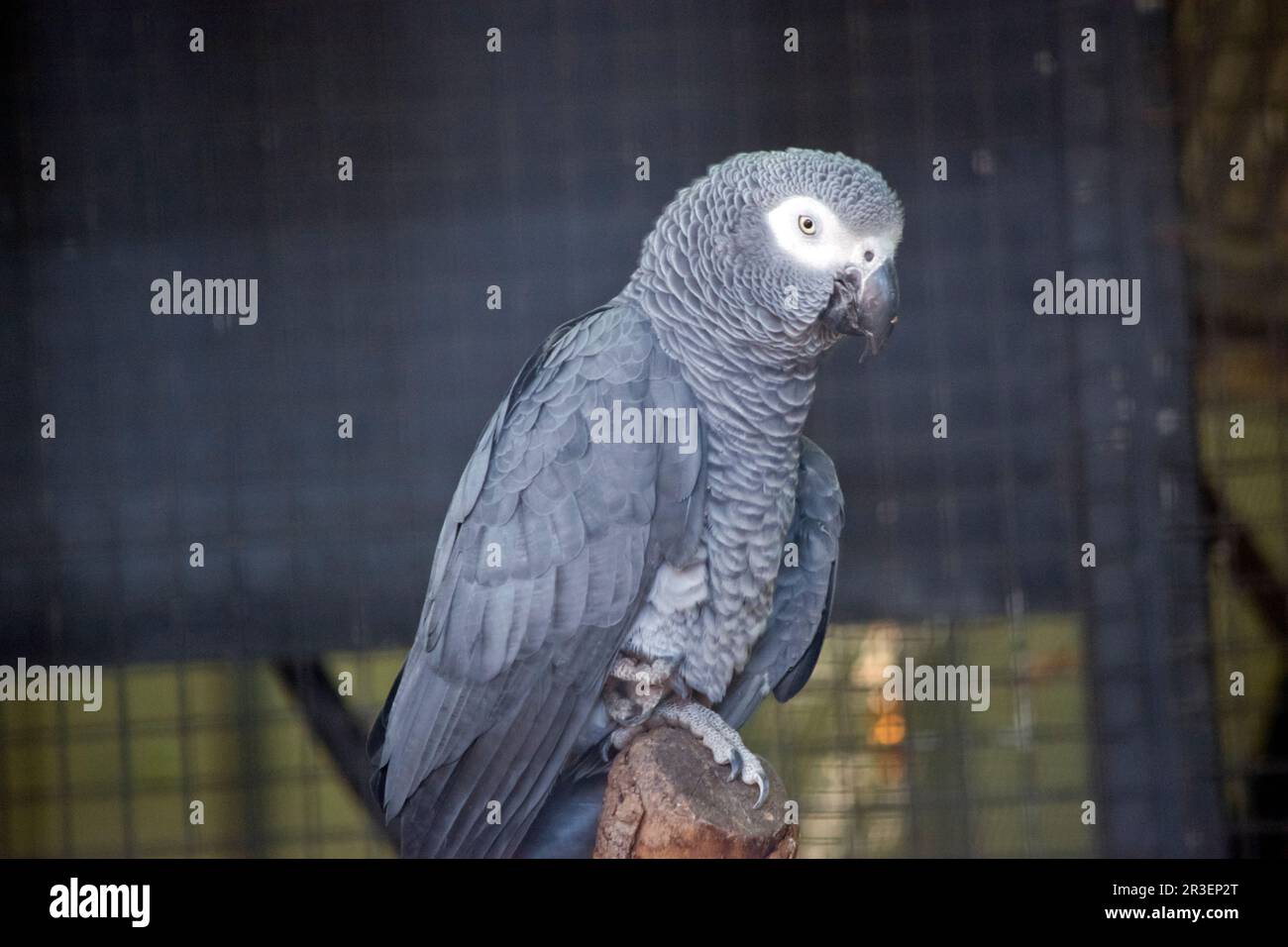 African parrot hi-res stock photography and images - Alamy