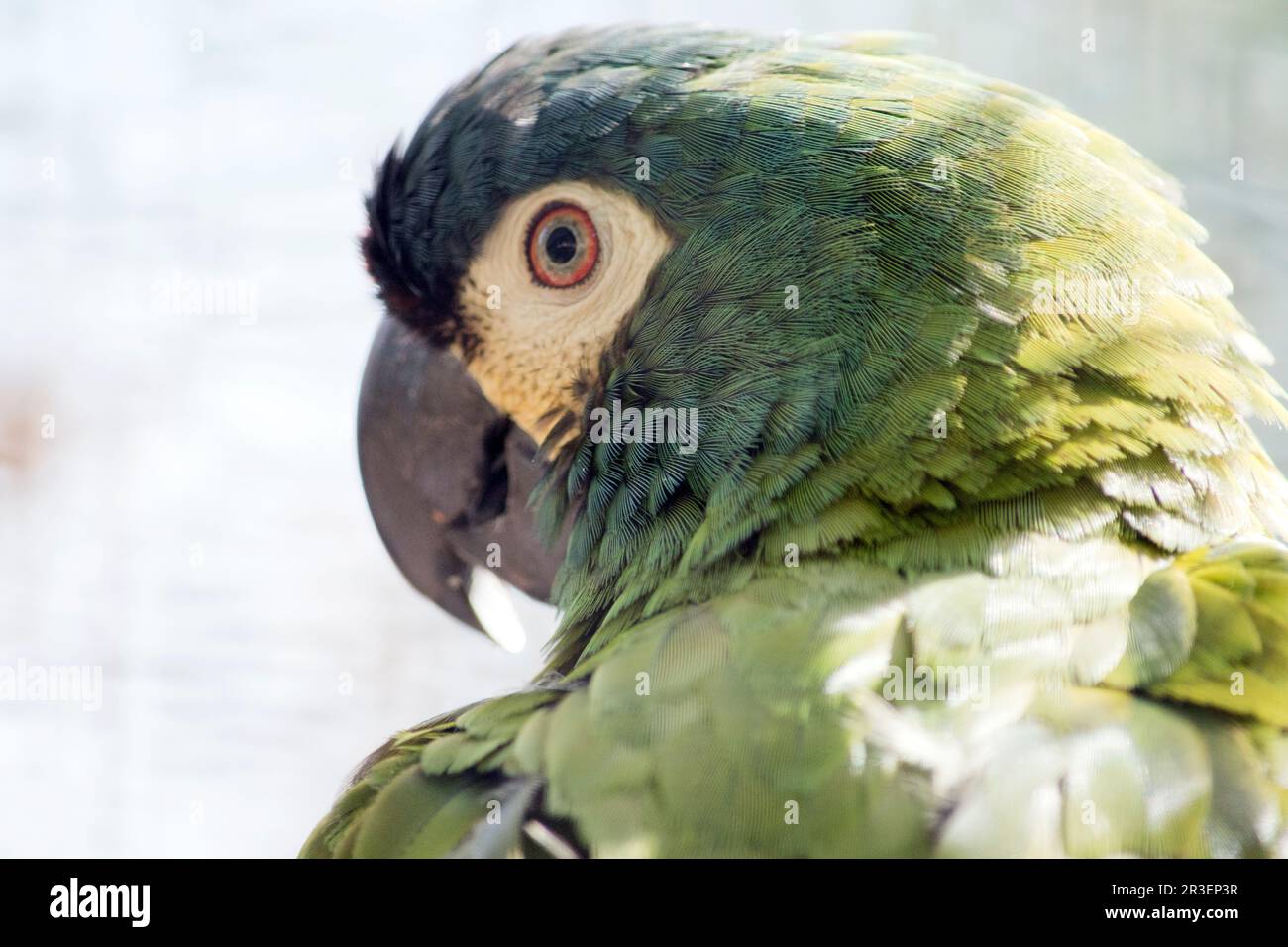 this is a close up of an illiger's macaw Stock Photo - Alamy