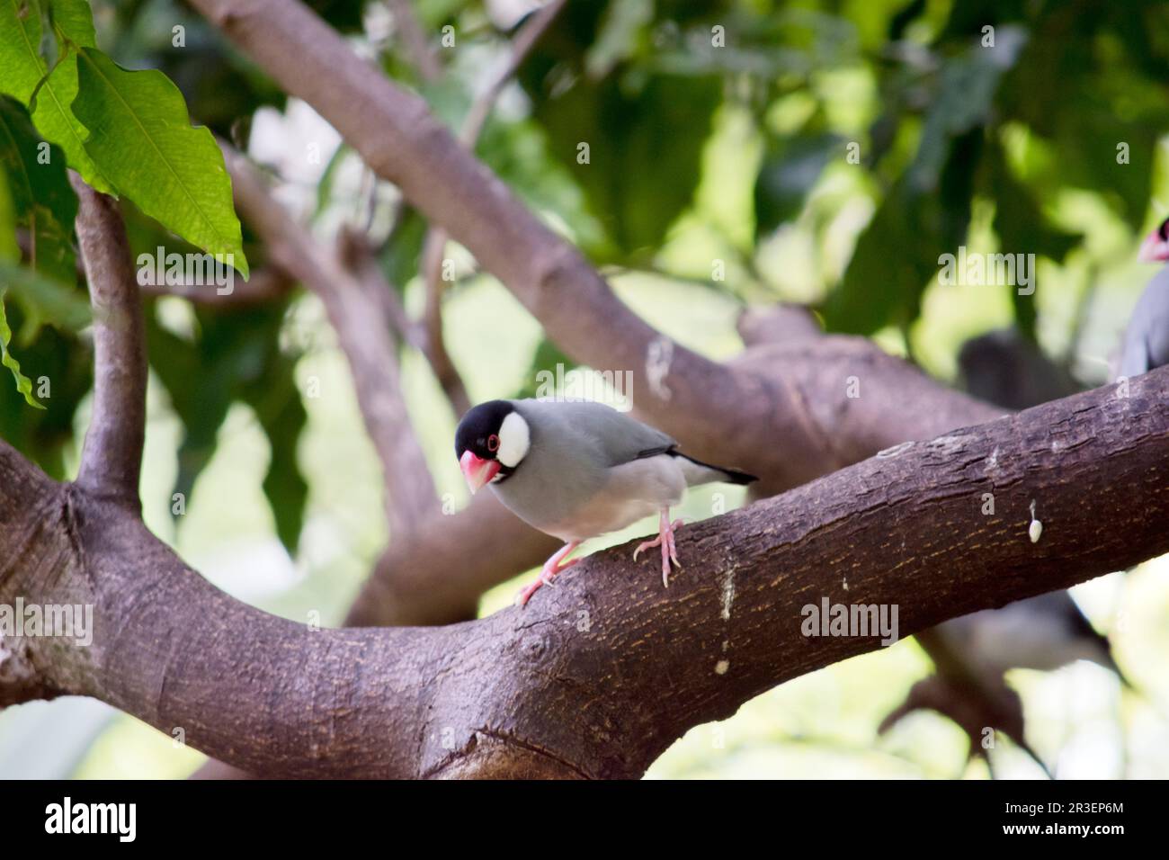 the java sparrow has a black head white cheeks red beak and grey wings ...
