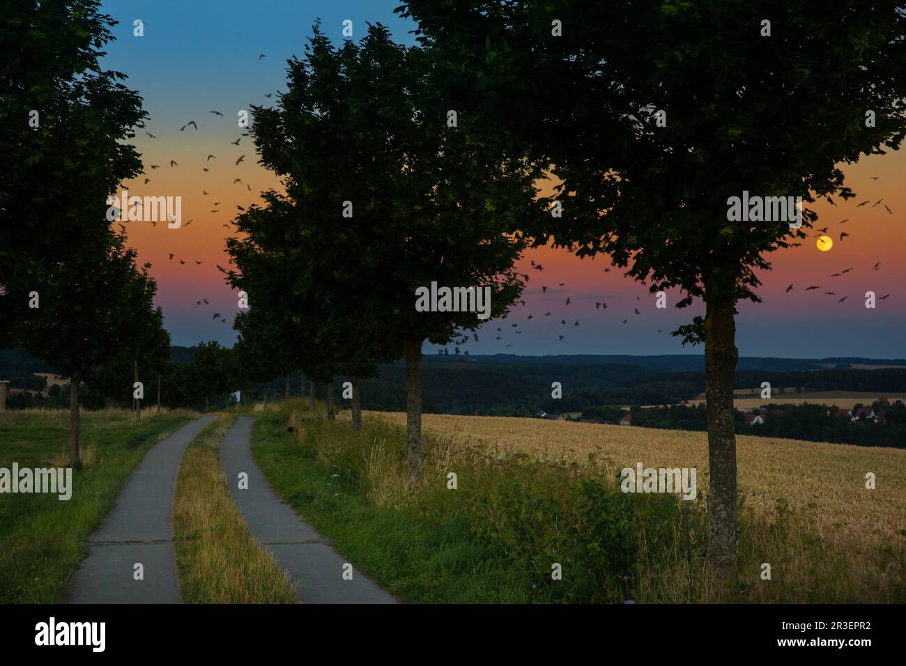 Field path with trees in sunset Stock Photo - Alamy