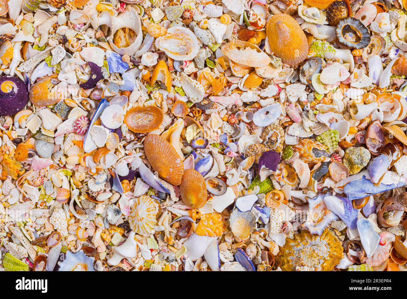 Overhead view of washed up and broken sea shells on sandy beach Stock ...