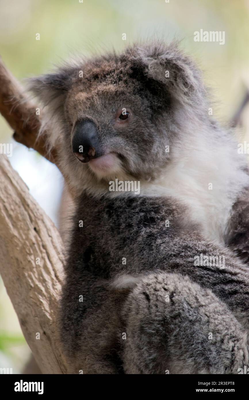 The Koala has a large round head, big furry ears and big black nose ...
