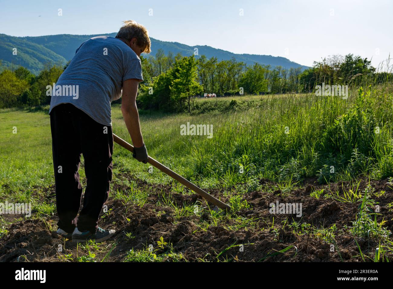Female farmer weeding potato field with a hoe on a spring day in the ...