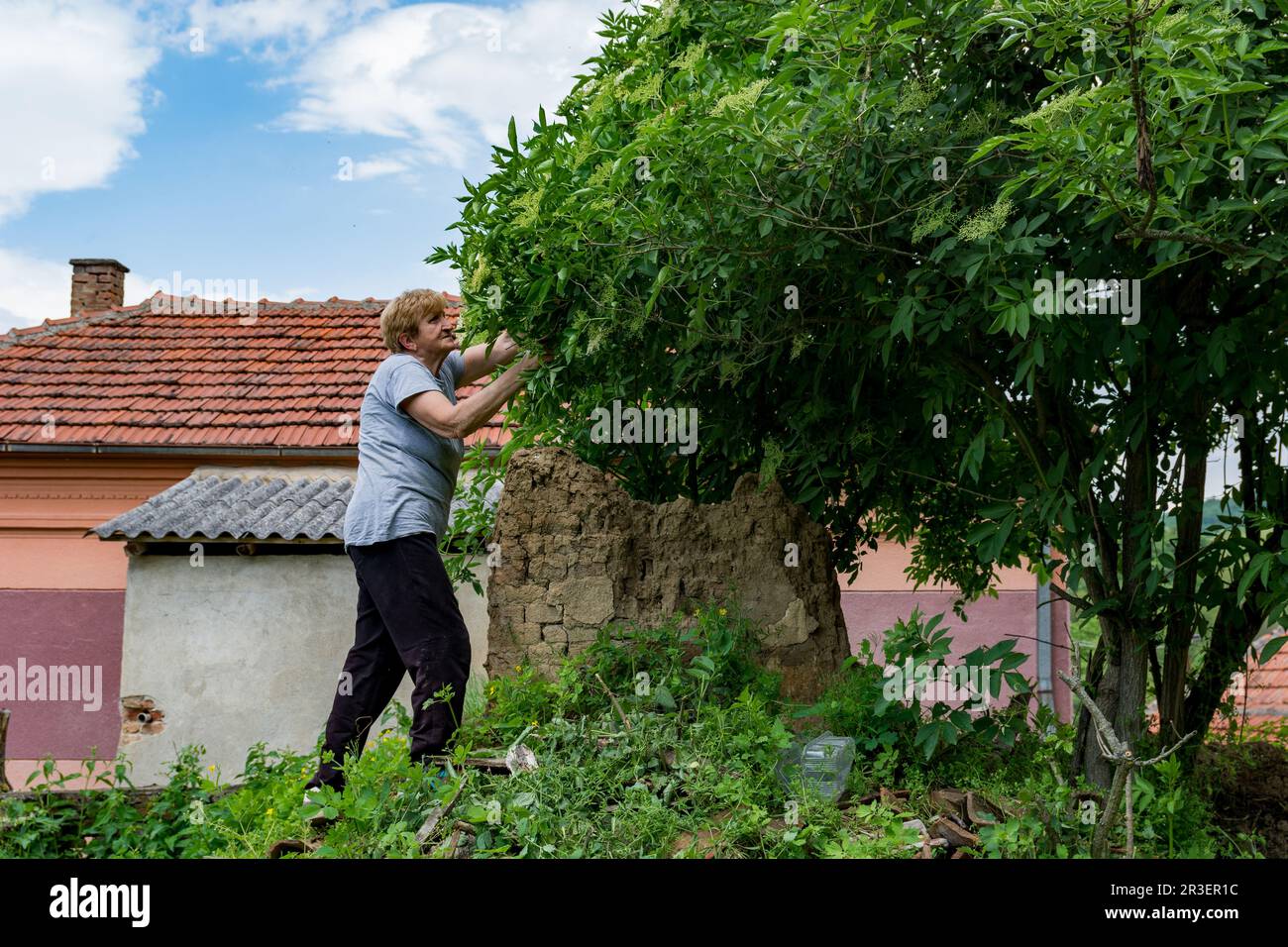 A woman harvesting white elderflower blossoms from a tree for making ...