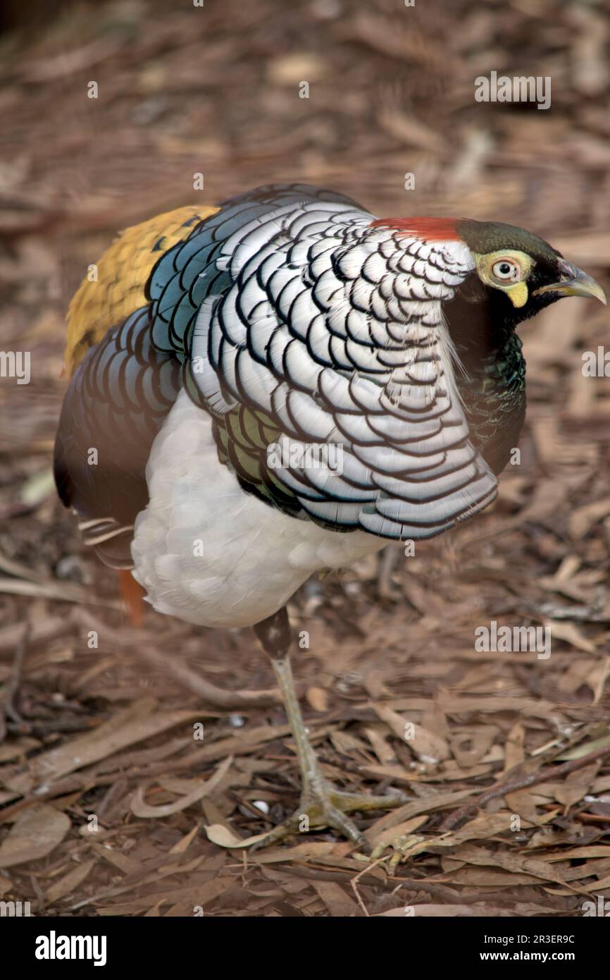 the lady Amherst pheasant is a colourful body of green, blue, red ...