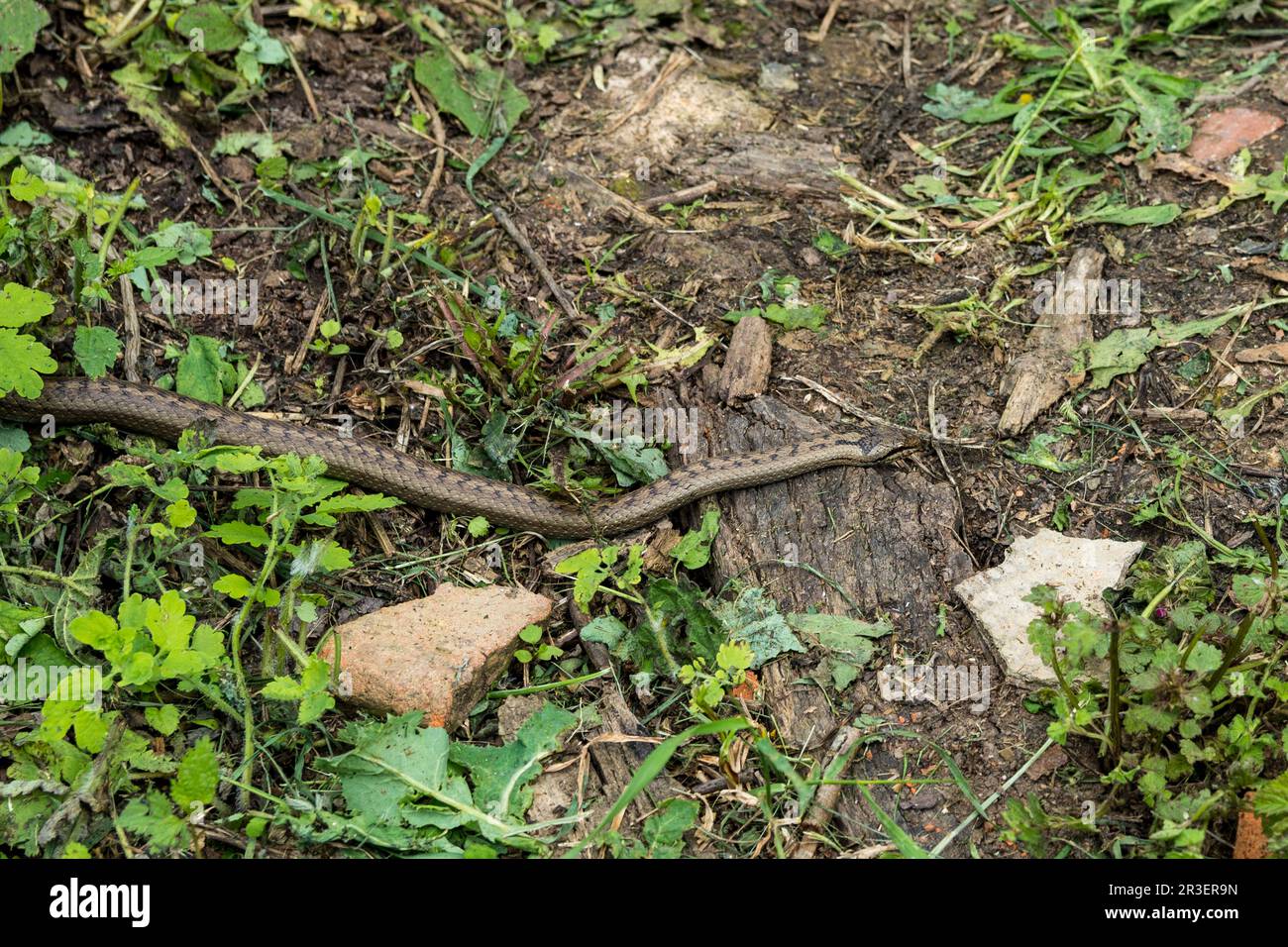 Smooth snake slithering on the ground in a rustic countryside yard on a ...