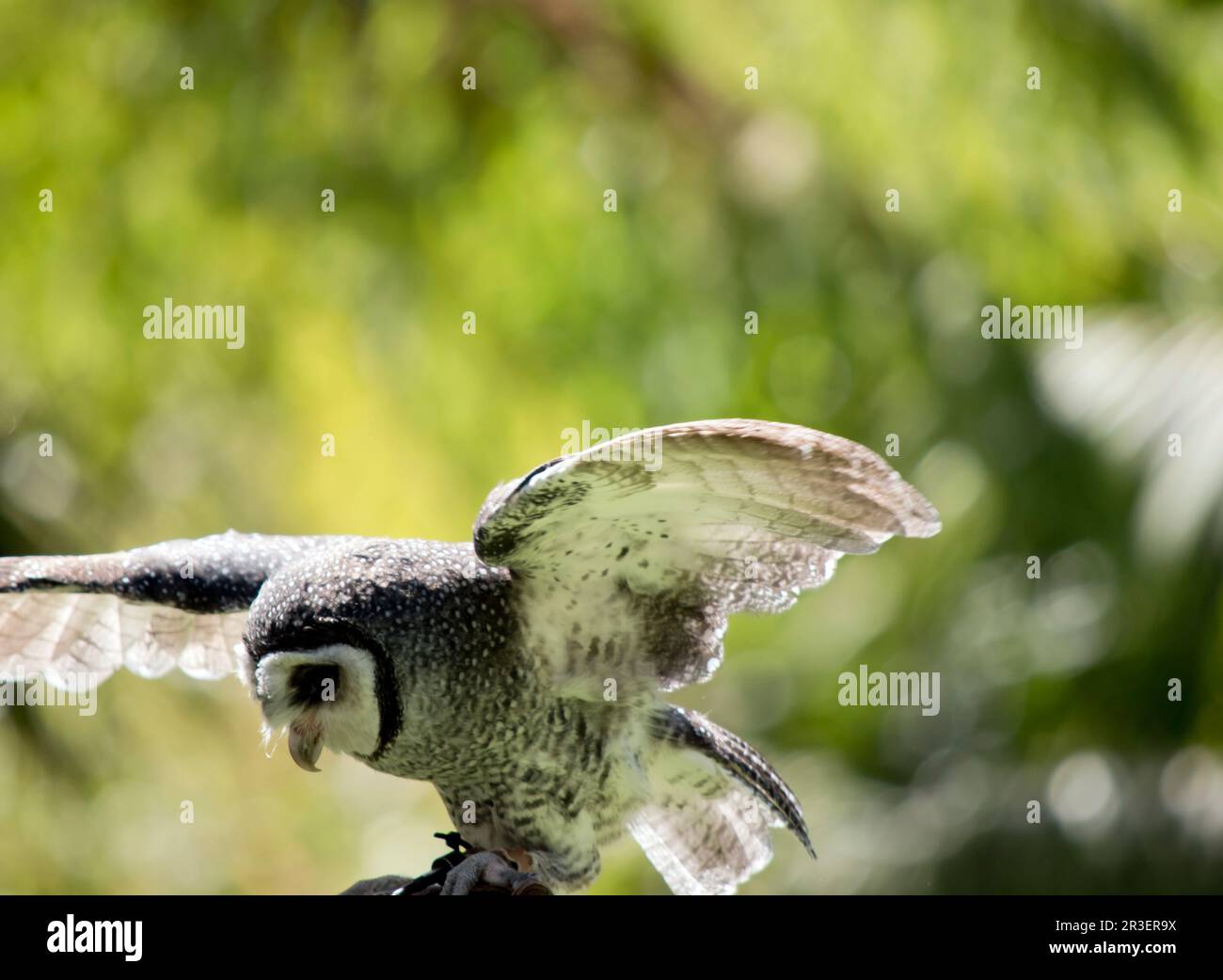 Lesser Sooty Owl Flying