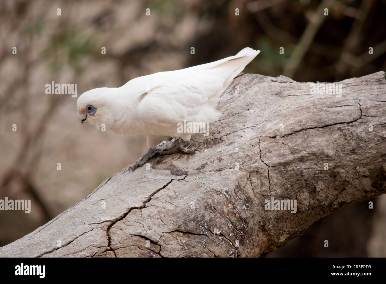 the little corella is an all white bird with red on the face with a ...