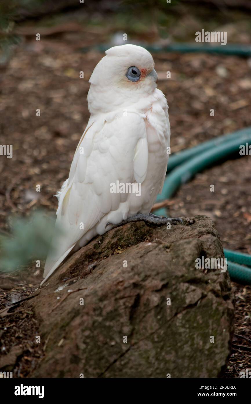 the little corella is an all white bird with red on the face with a ...