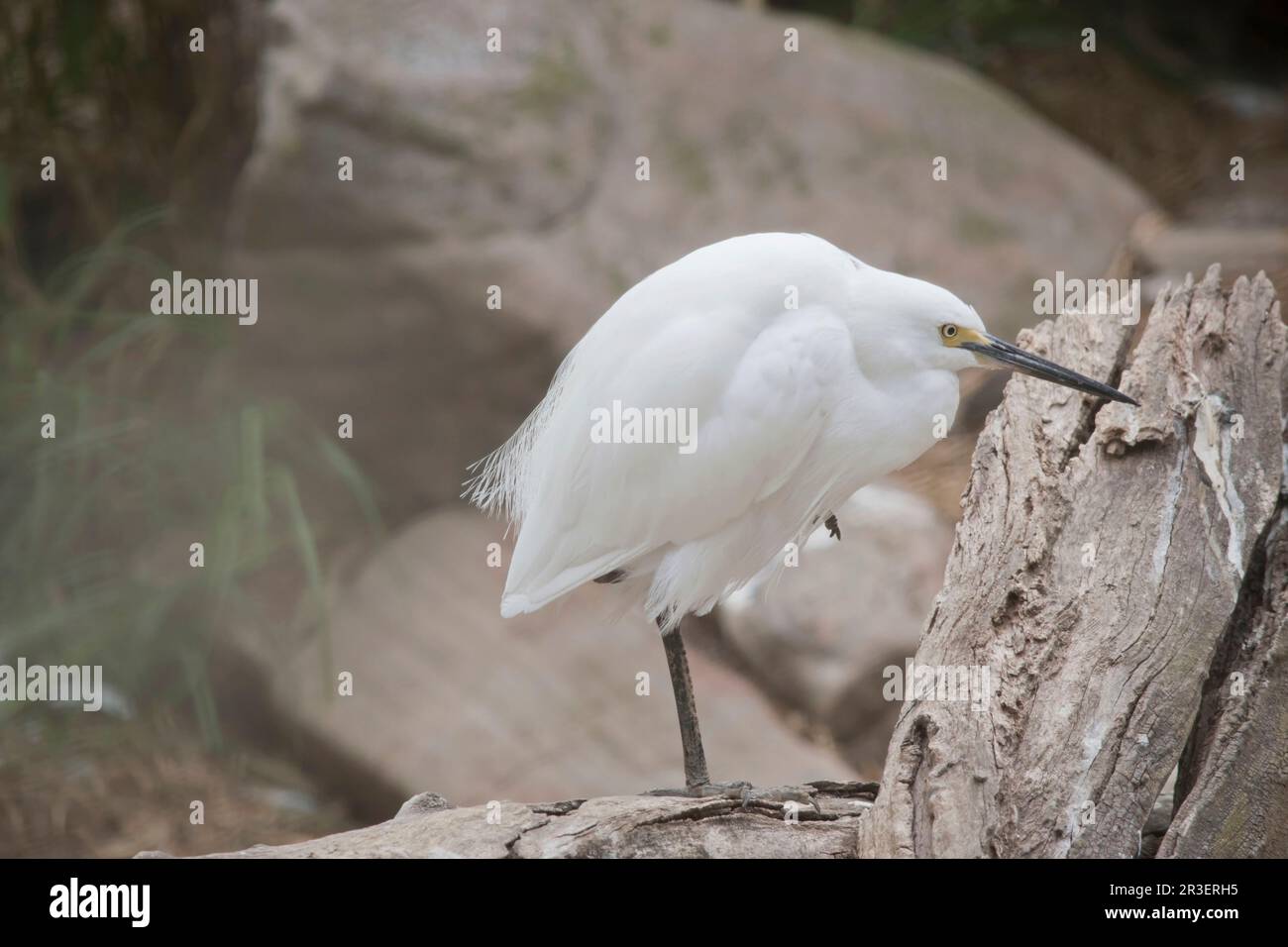 The little egret has a relatively short, thick neck, a sturdy bill, and ...