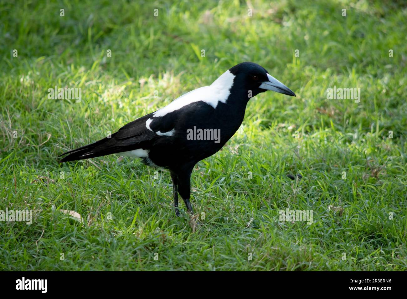 The magpie is a distinctive looking bird, with glossy black and ...
