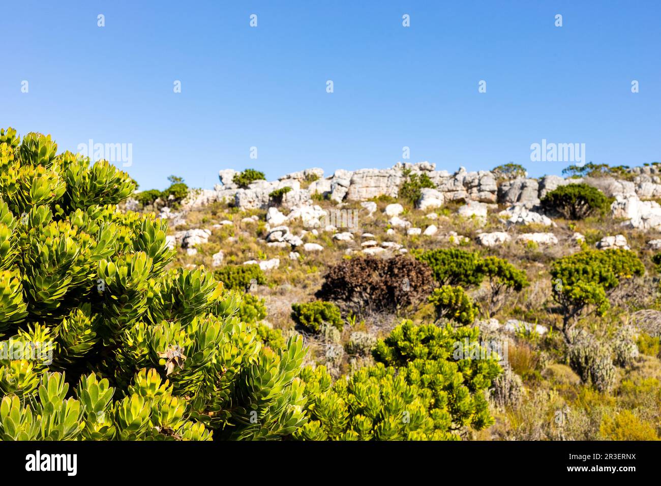 Rugged mountain landscape with fynbos flora in Cape Town Stock Photo ...