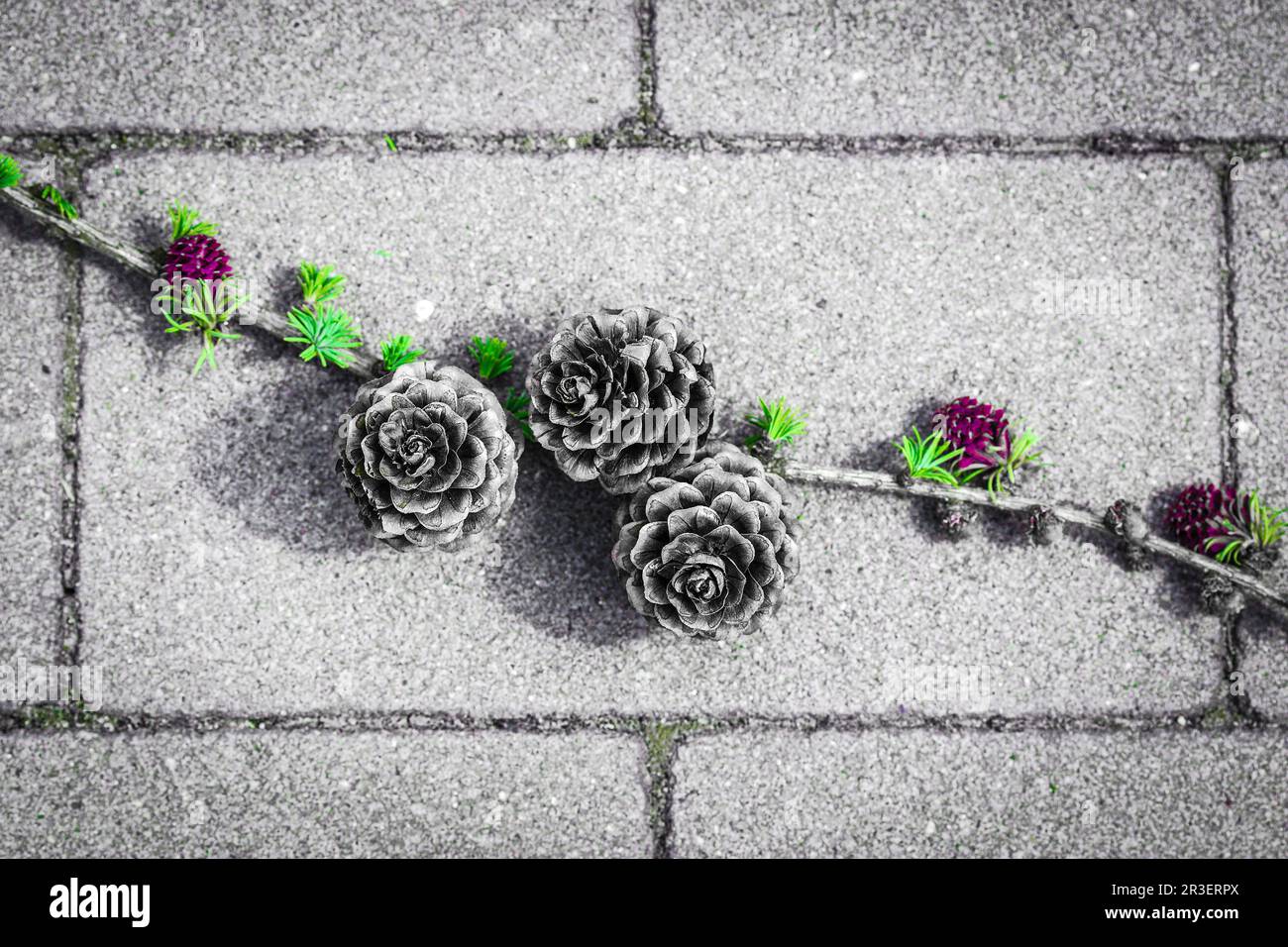 Cones growing on tree twig Stock Photo - Alamy