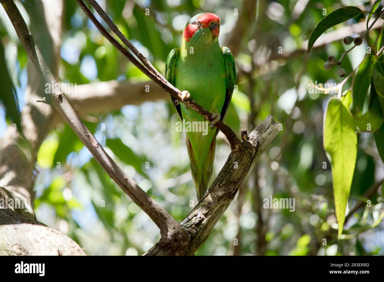 the musk lorikeet is a green bird with red over the beak with red on ...