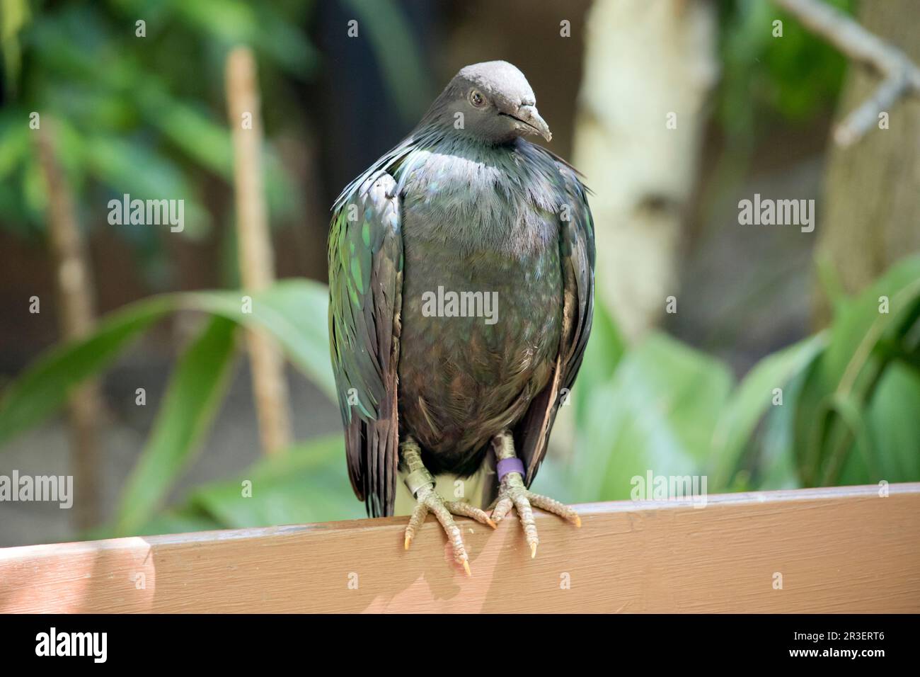 Grey pigeon with green neck hi-res stock photography and images - Alamy