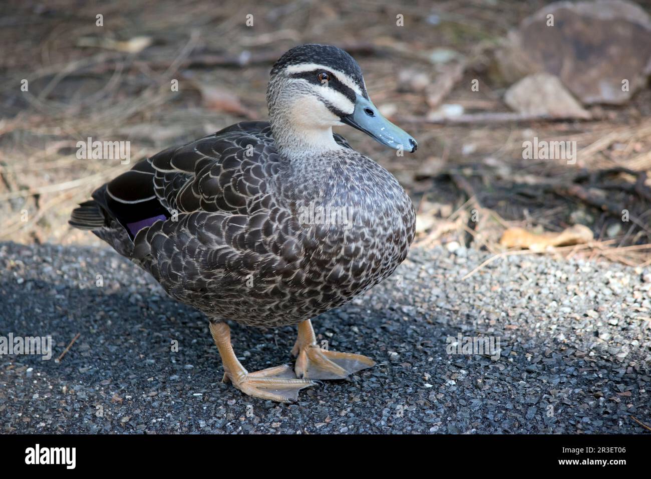 the pacific black duck has a dark body and a paler head with a dark ...