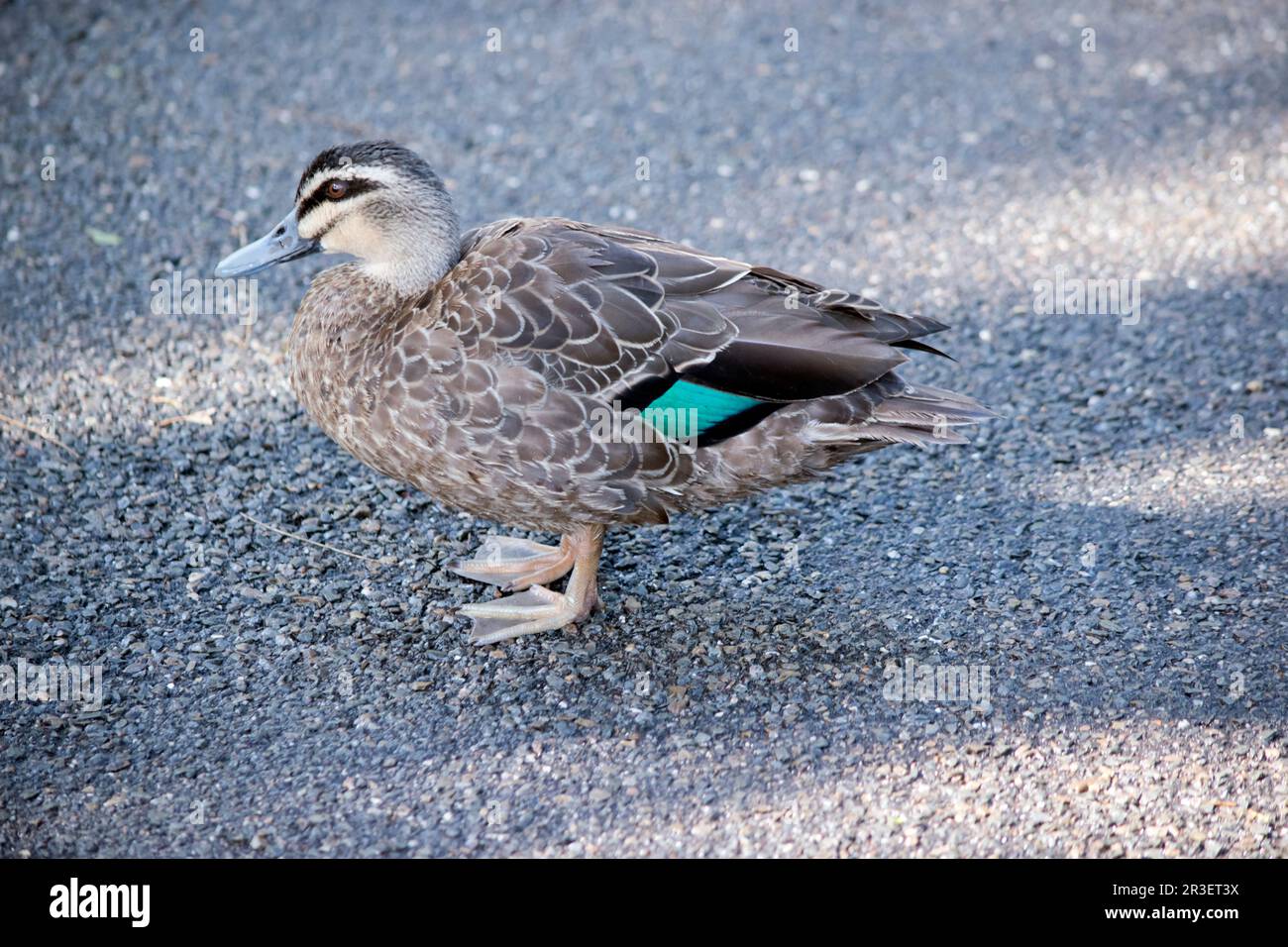 the pacific black duck has a dark body and a paler head with a dark ...