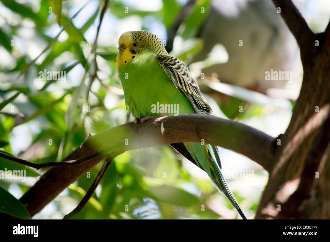 Parakeets are pale green with black bars on their backs, heads, and ...