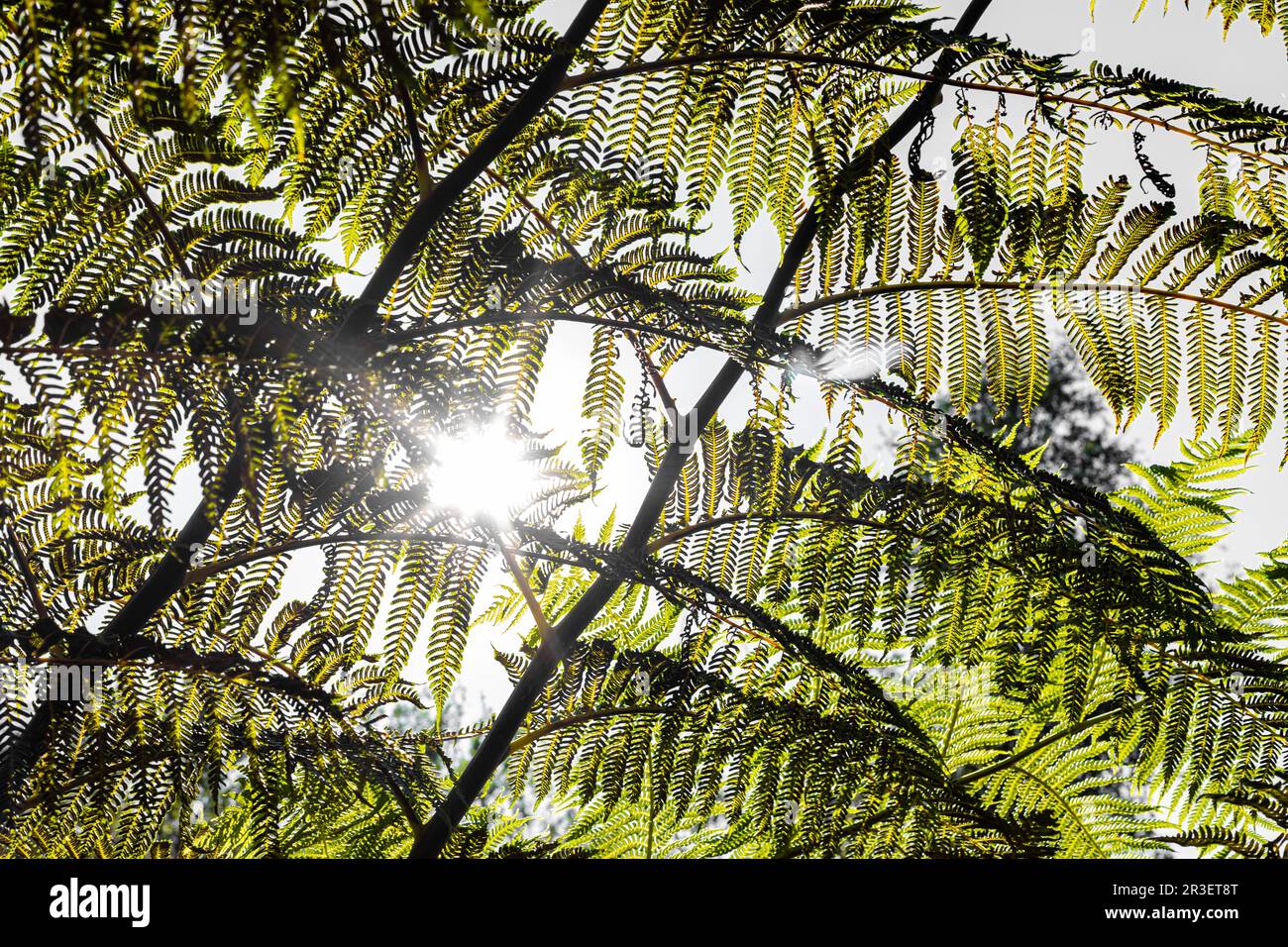 Close-up of a sun backlit fern plant leaf Stock Photo - Alamy
