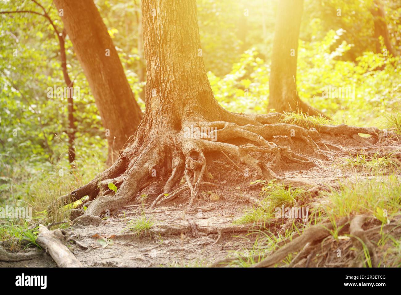 Mighty roots of an old tree in green forest in daytime. Beautiful ...