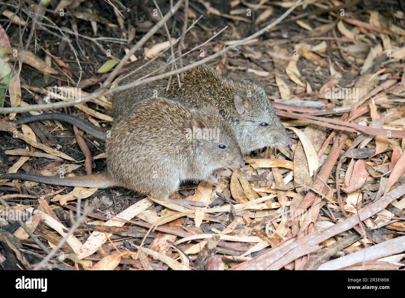 the Potoroo is a small nocturnal marsupial which lives in small groups ...