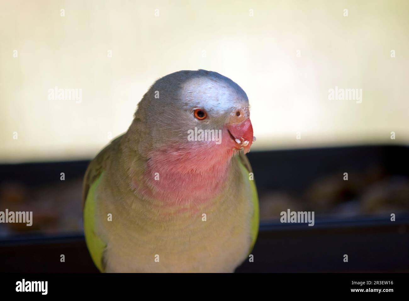 the princess parrot has plumage that is mostly green with a pink throat ...