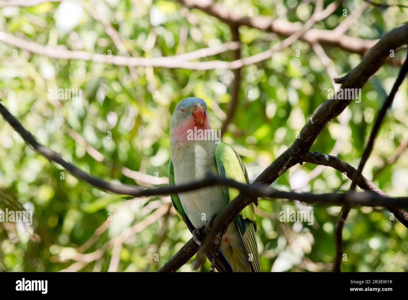 Princess alexandras parrot hi-res stock photography and images - Alamy