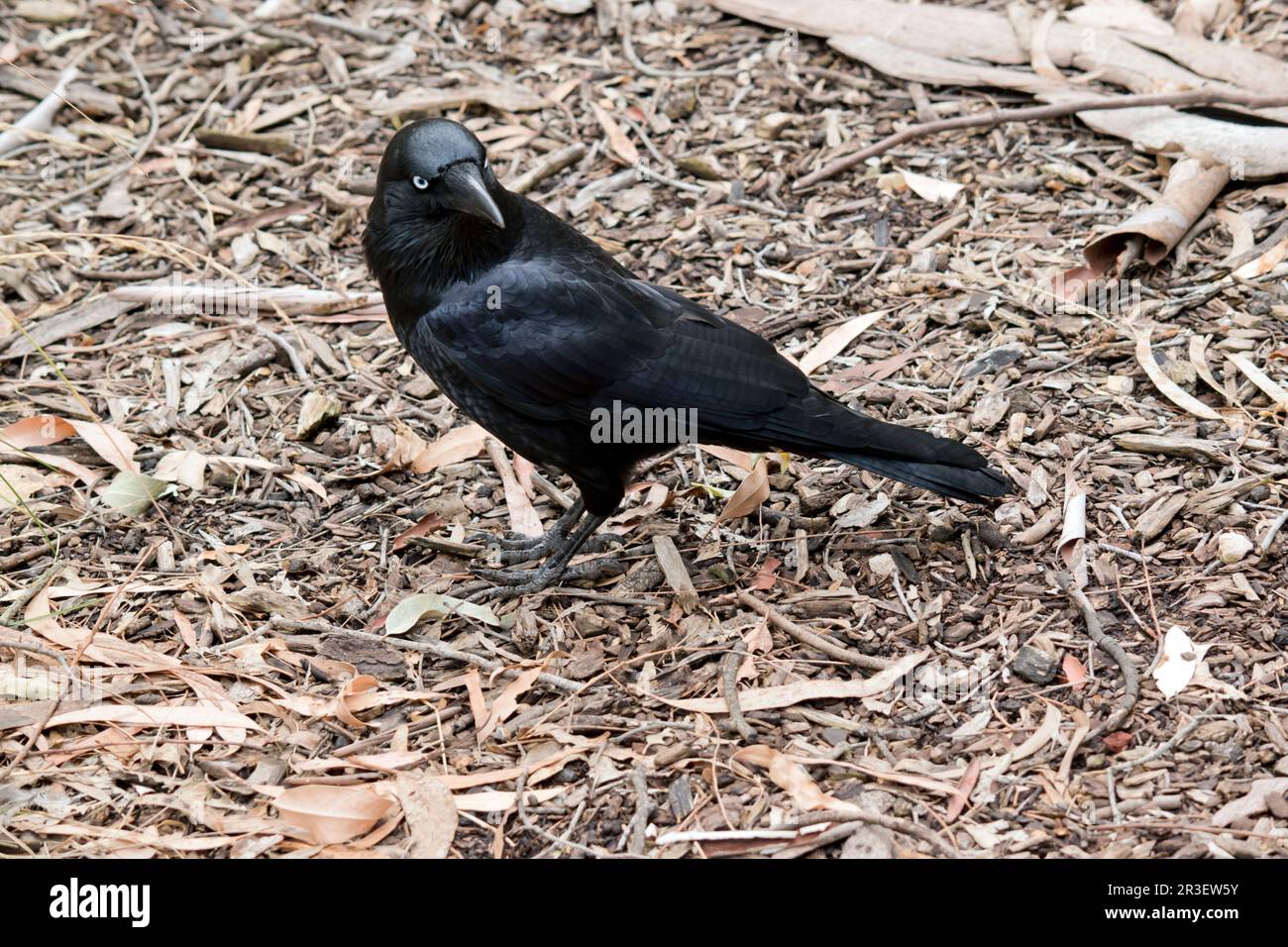 Australian Ravens are black with white eyes in adults. The feathers on ...