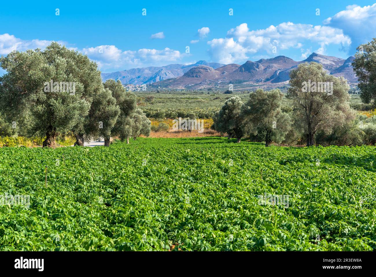 Agriculture and cultivation of Olives in the great Messara plain in the ...