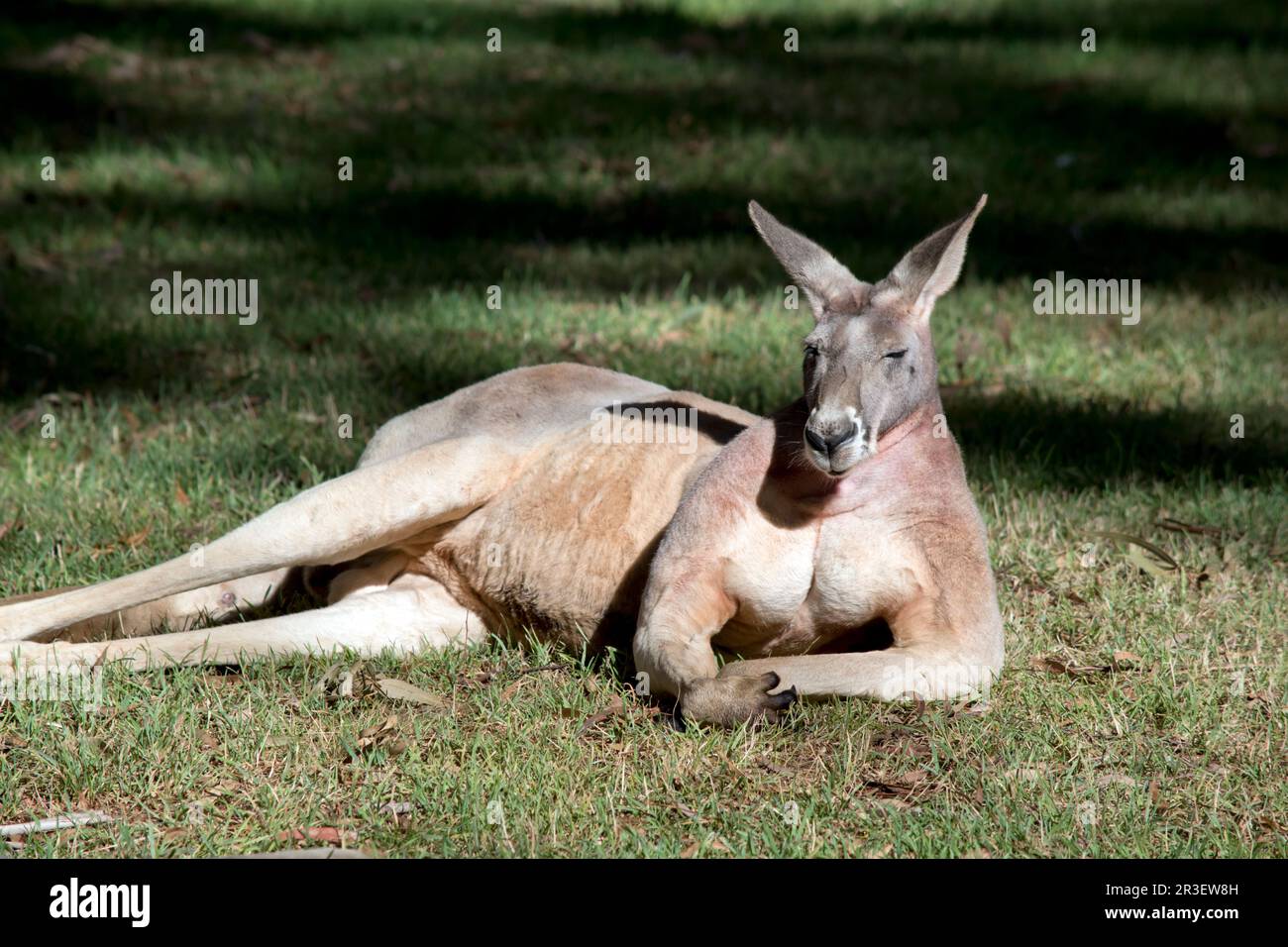 the male red kangaroo is very muscular with a red brown coat of fur ...