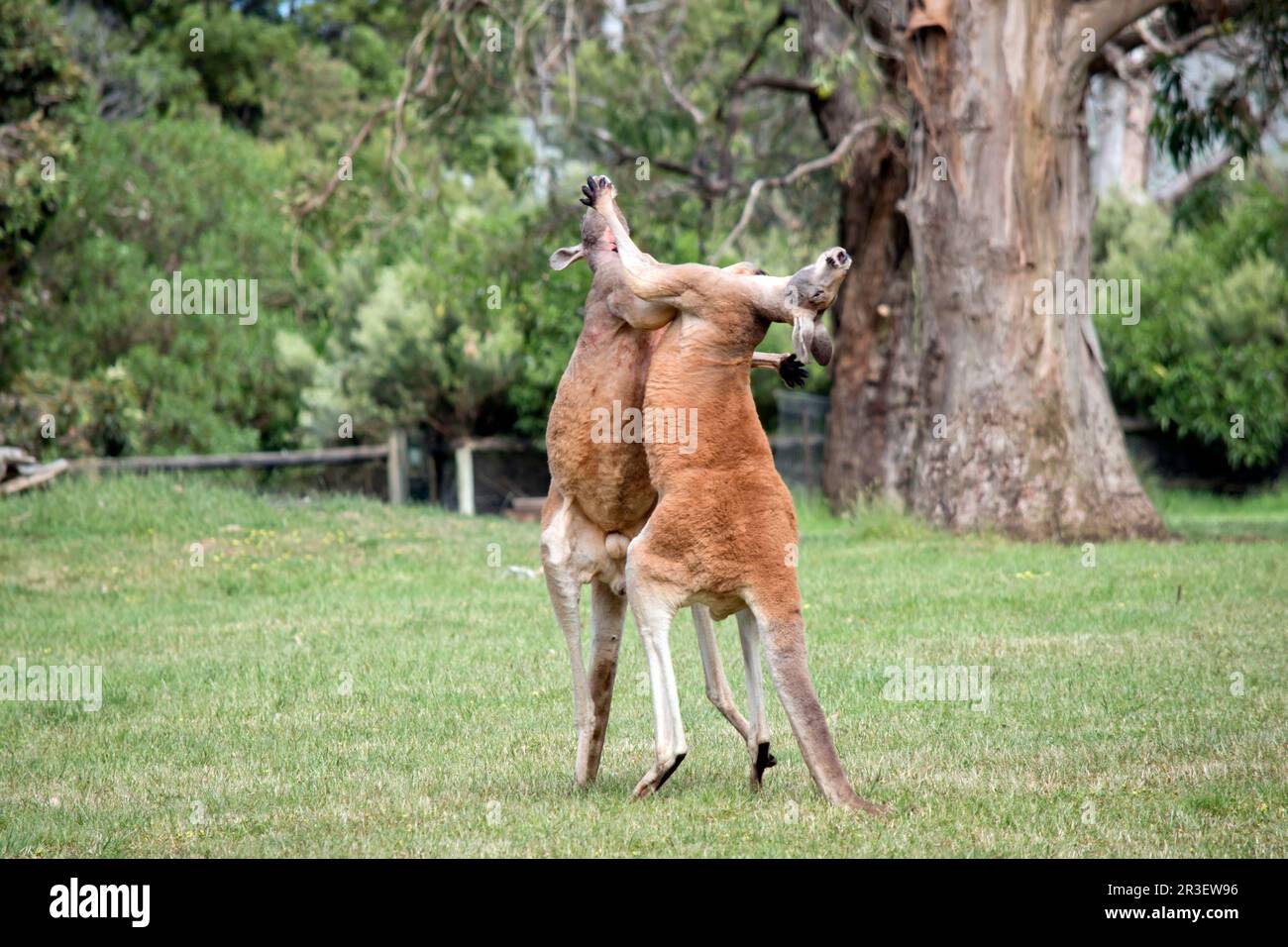 the two male red kangaroos are fighting for the dominant position in ...