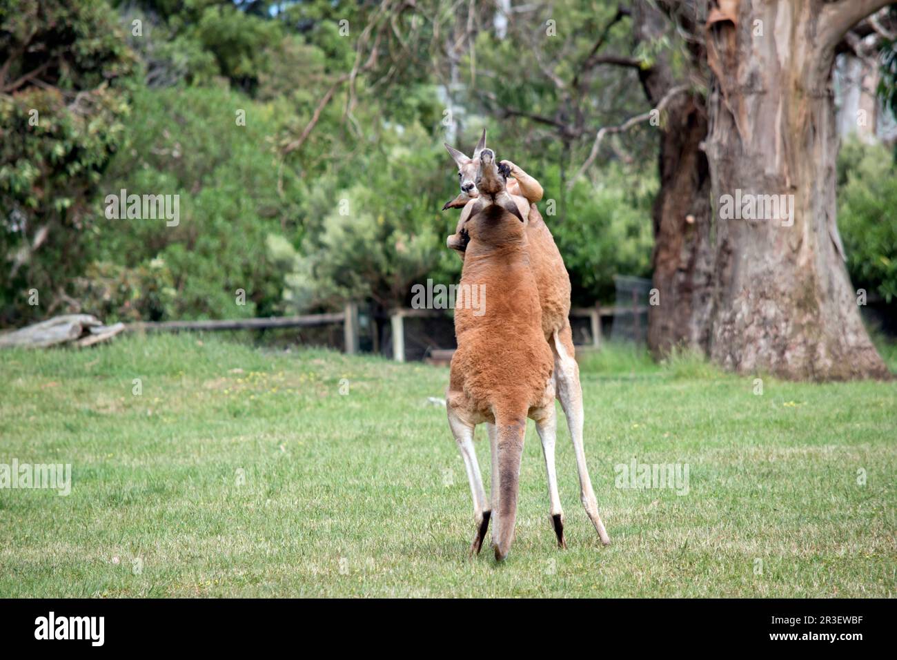 the two male red kangaroos are fighting for the dominant position in ...