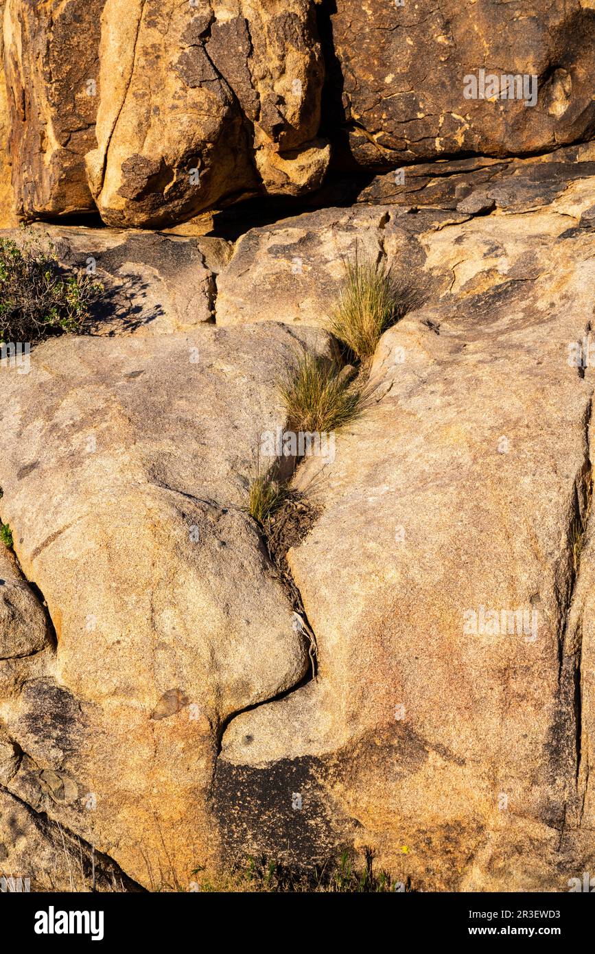 Grass growing in the crack of a rock. Joshua Tree National Park ...