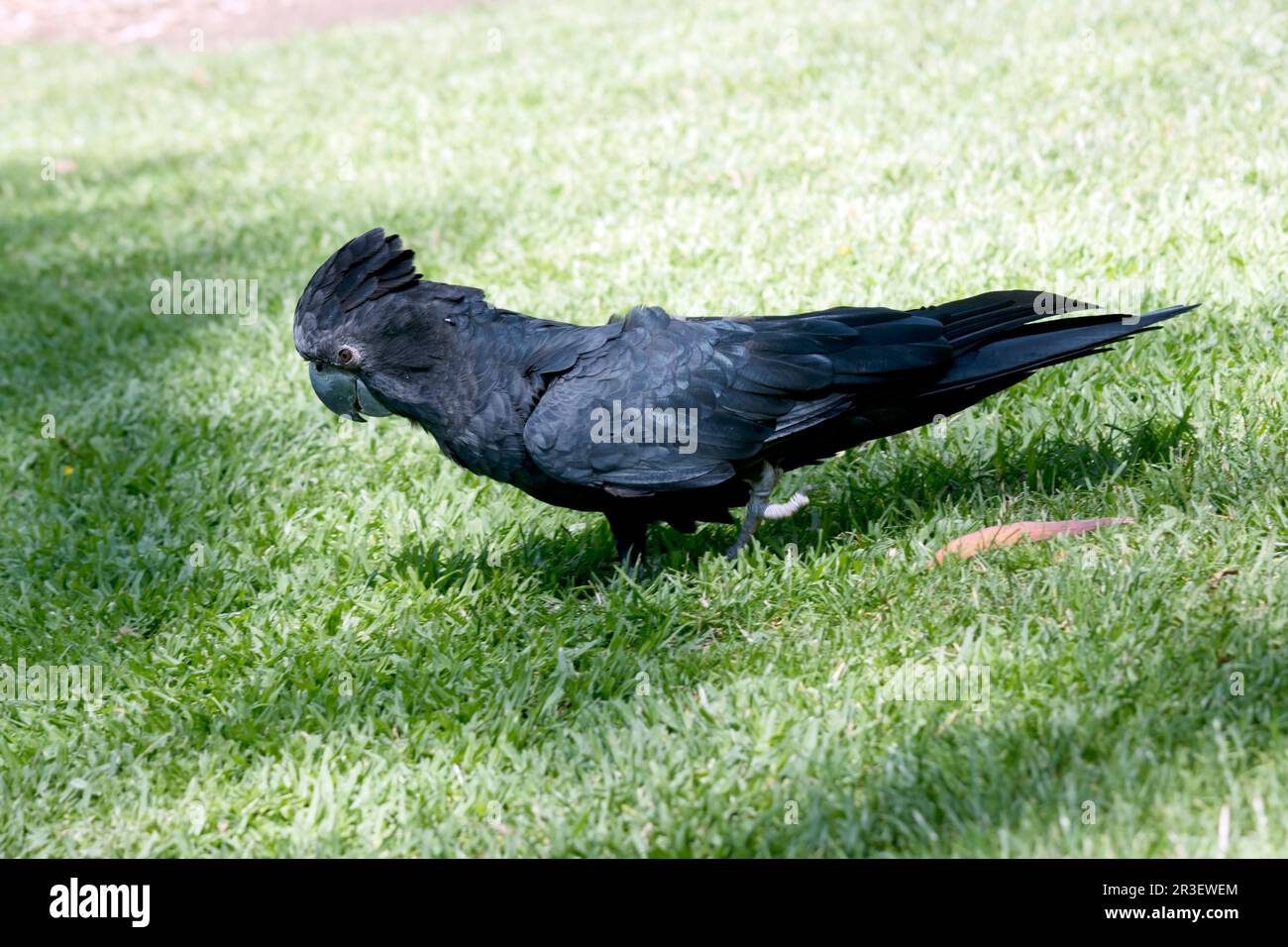 The Red-tailed Black-Cockatoo is mostly glossy black and has an ...