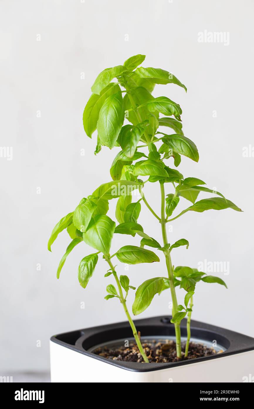 Green basil in a white cube pot. A potted basil plant. Kitchen herb ...
