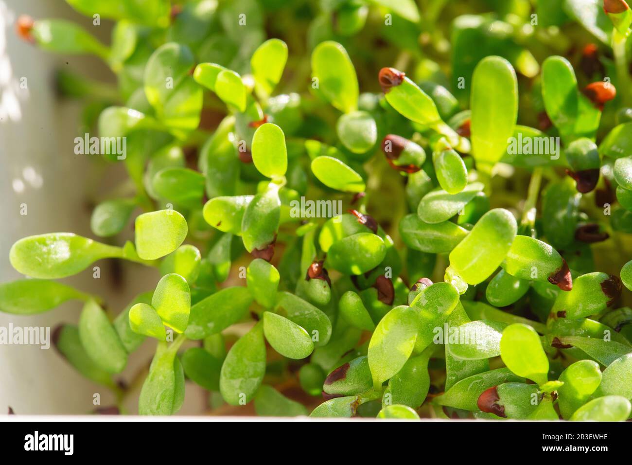 Alfalfa micro herbs. Sprouting Microgreens. Seed Germination at home ...
