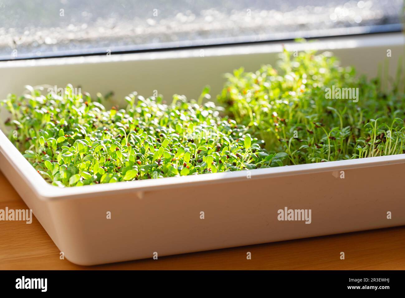 Alfalfa micro herbs. Sprouting Microgreens. Seed Germination at home ...