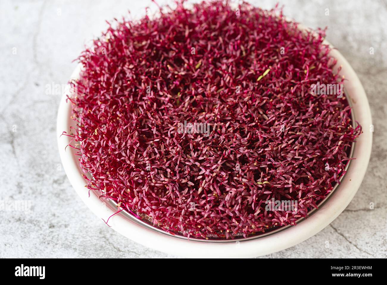 Amaranth micro herbs. Sprouting Micro greens. Seed Germination at home ...
