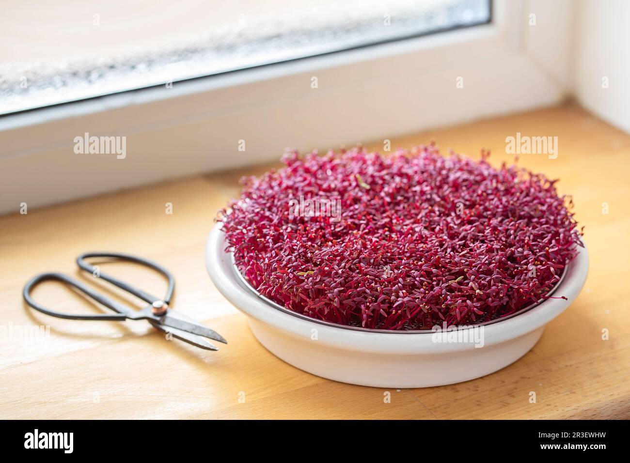 Amaranth micro herbs. Sprouting Micro greens. Seed Germination at home ...