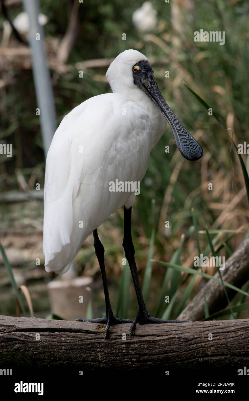 The royal spoonbill is a large white sea bird with a black bill that ...