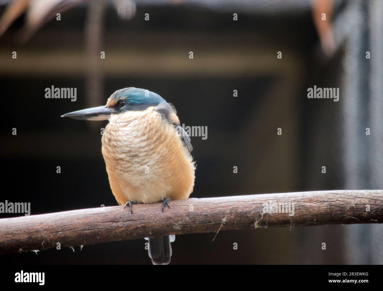 the scared kingfisher has a turquoise back, turquoise blue rump and ...