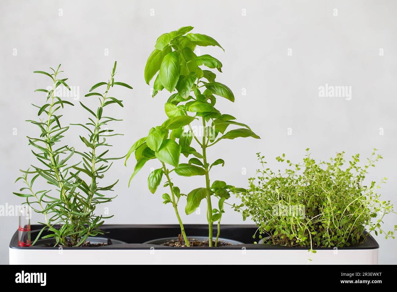 Plant. Kitchen herb plants. Mixed Green fresh aromatic herbs - thyme ...