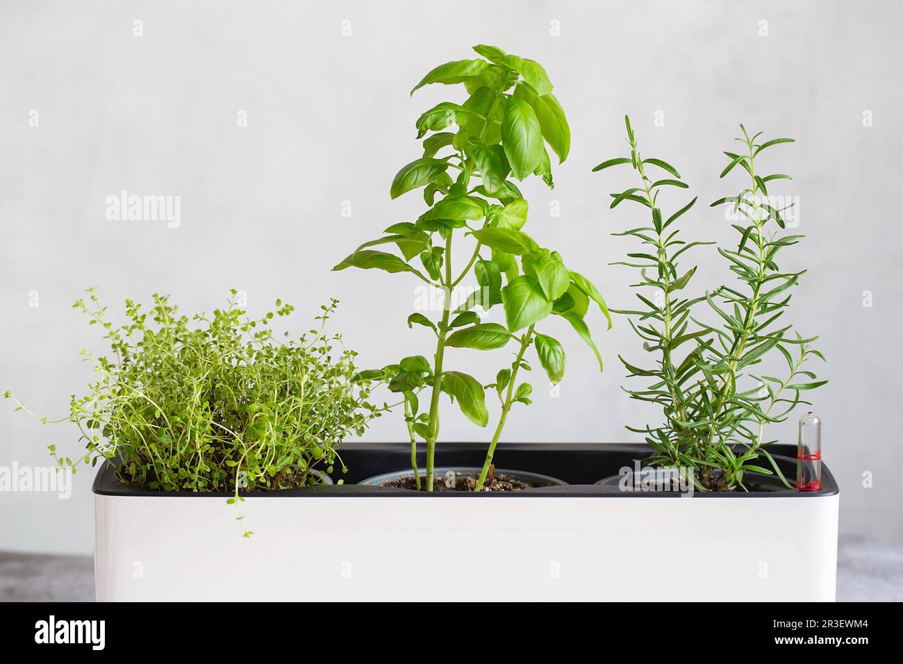 Kitchen herb plants. Mixed Green fresh aromatic herbs - thyme, basil ...