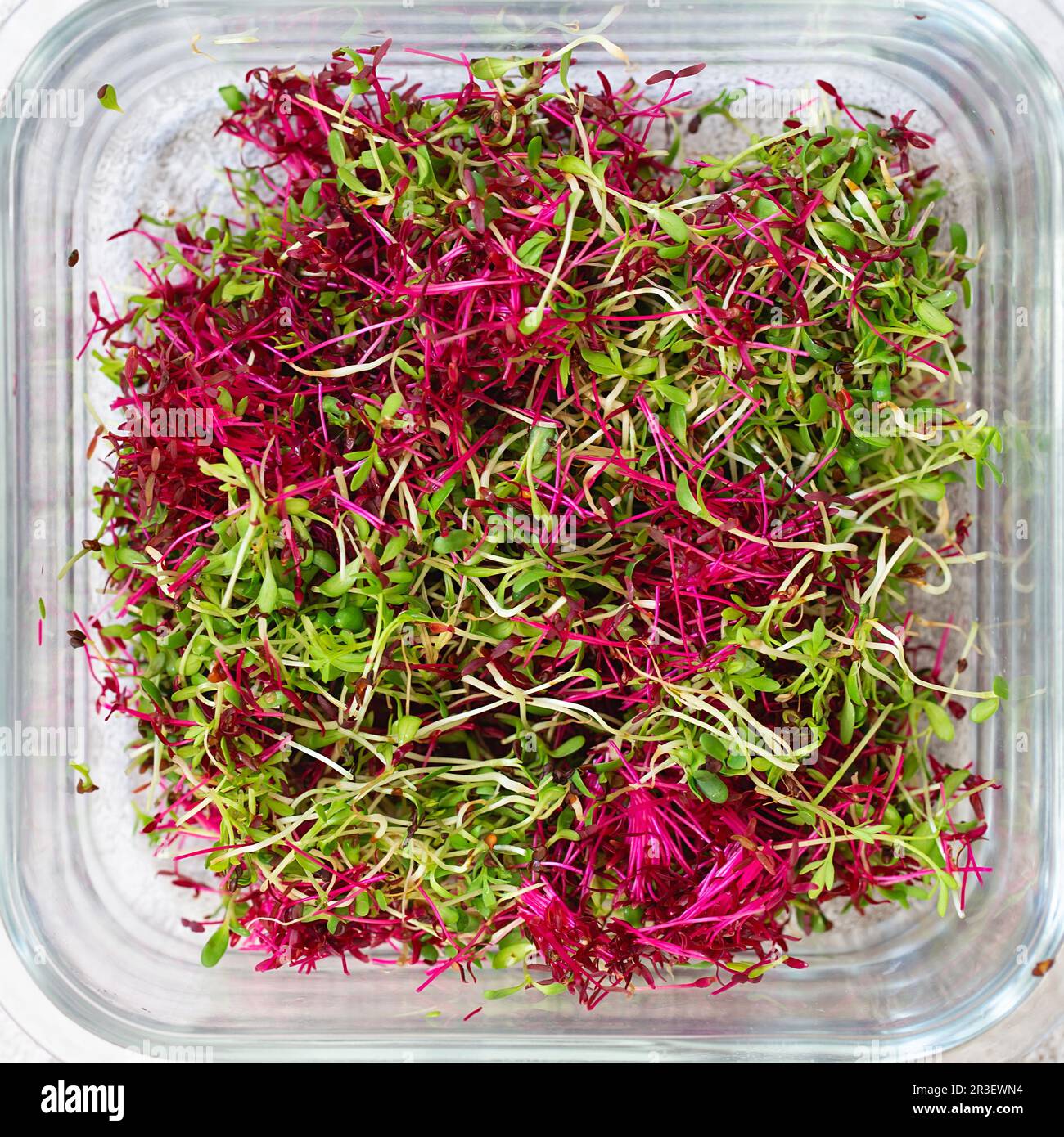 Amaranth micro herbs. Sprouting Micro greens. Seed Germination at home ...