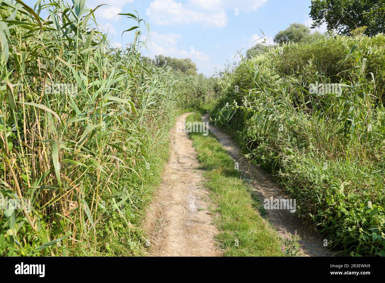 Landscape on the way in the marsh field. Dry dirt road between swamp ...
