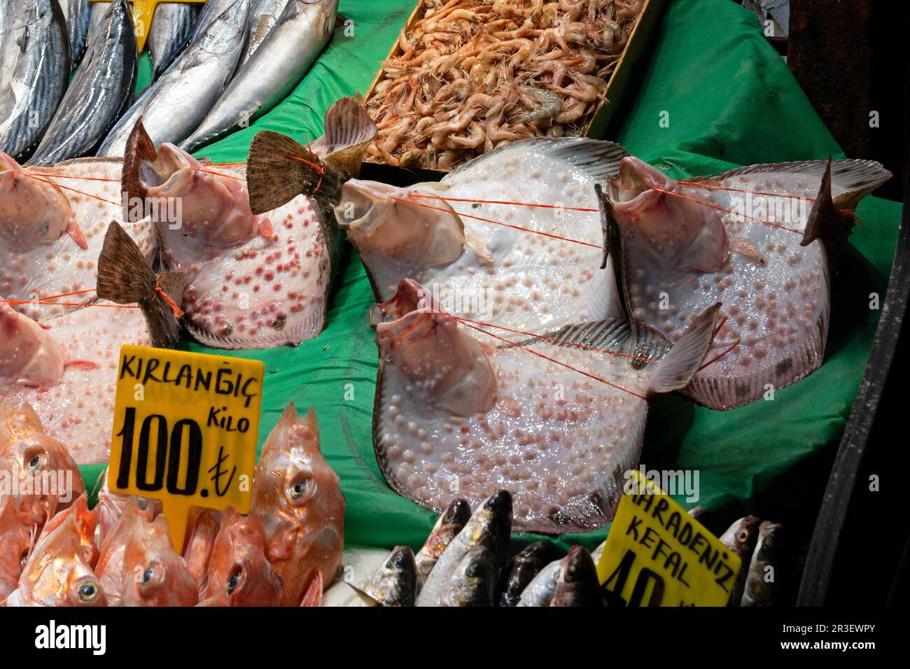 Black sea turbot hi-res stock photography and images - Alamy