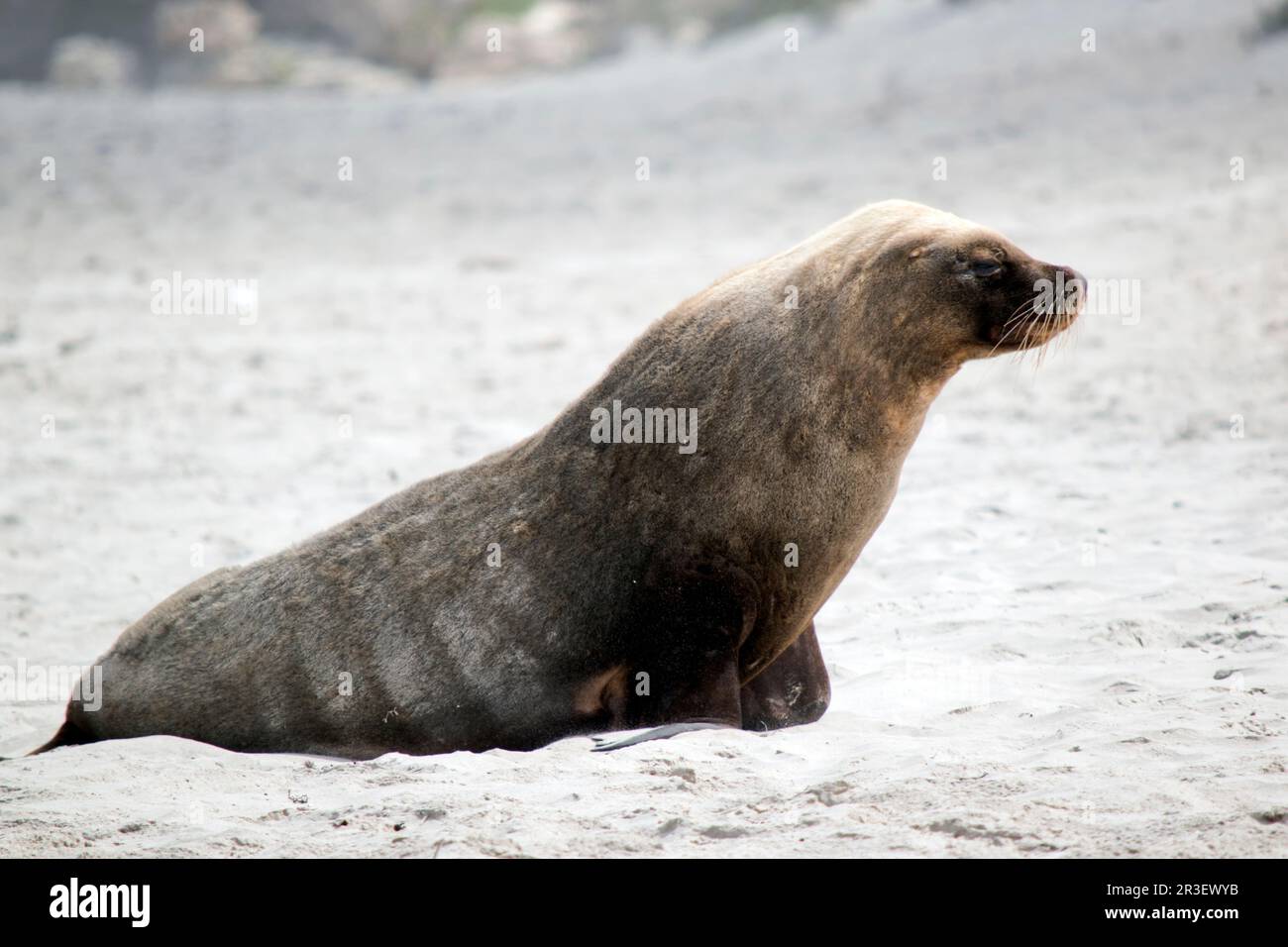 the male sea lion is a darker grey with white or golden hair on top ...