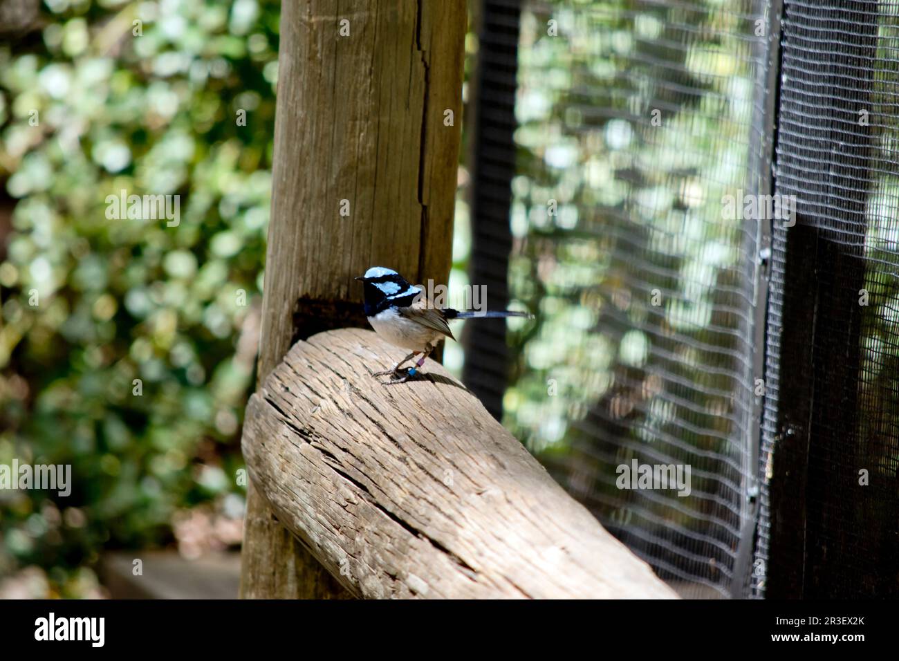 the male splendid fairy wren is distinctive with a bright blue forehead ...