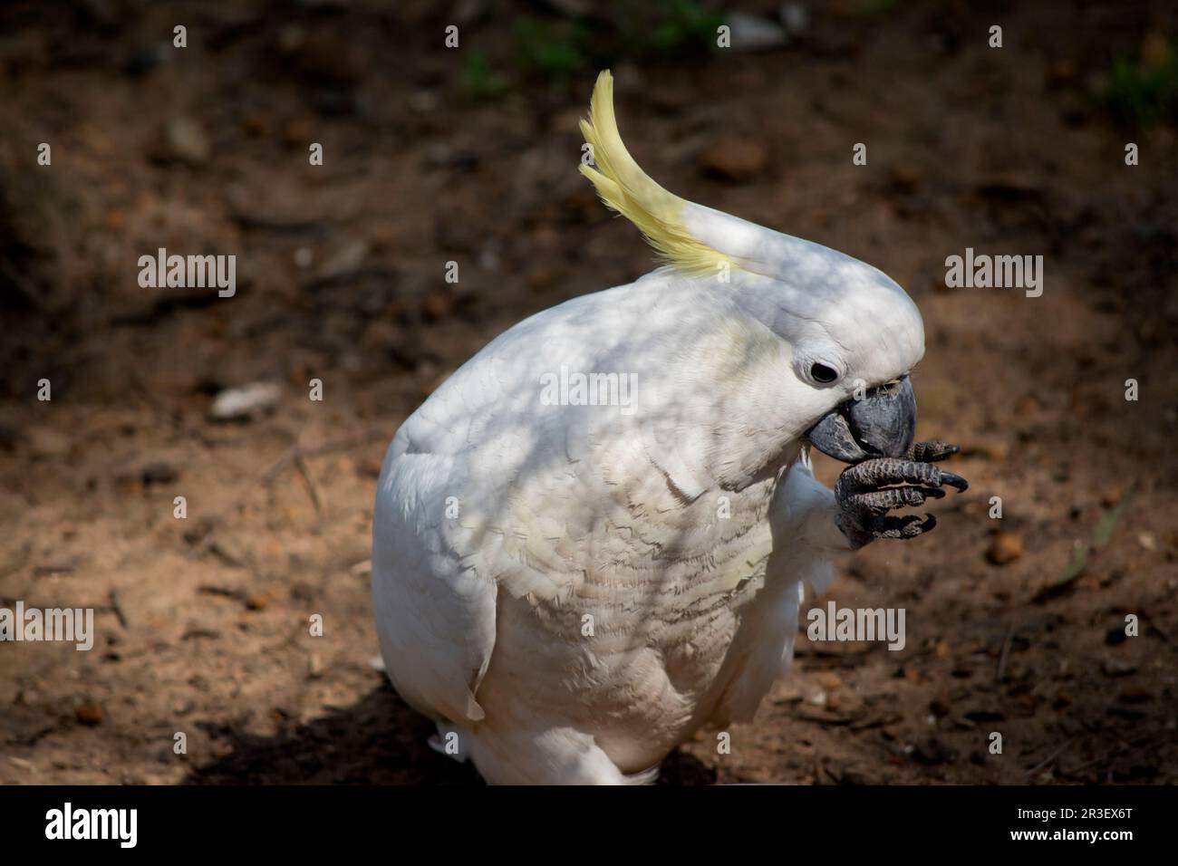 the sulphur crested cocakotoo is all white with a yellow crest and a ...